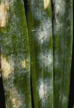 Control de mildiu polvoriento en chiles | Hortalizas