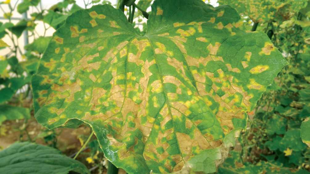 Controla el mildiu del pepino | Hortalizas