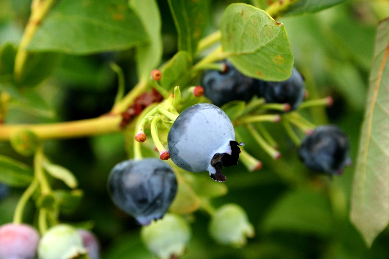 Nuevas razones para sentirse optimista sobre el arándano mexicano ...