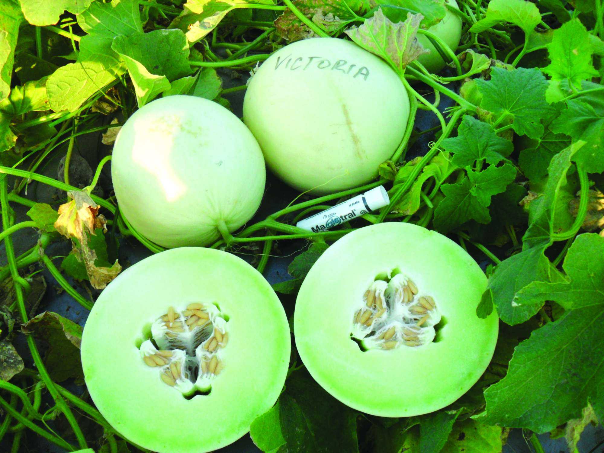 Victoria F1 - Directorio