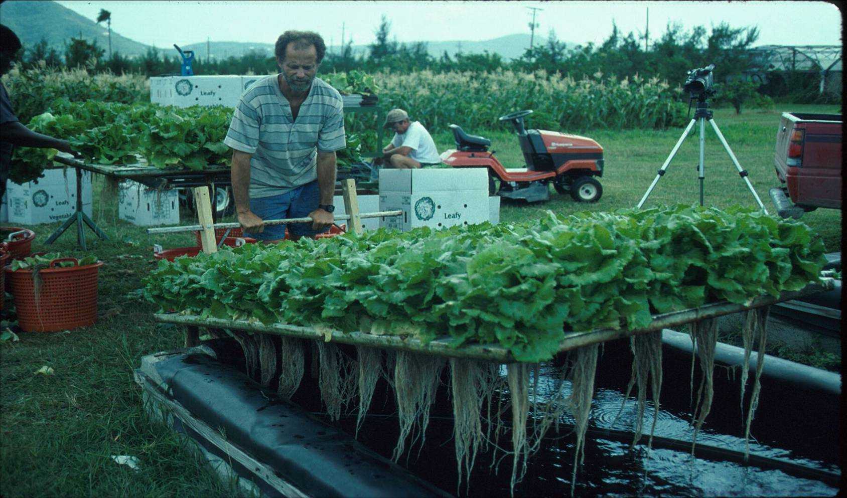 Acuaponía: una opción ecológica y rentable | Hortalizas